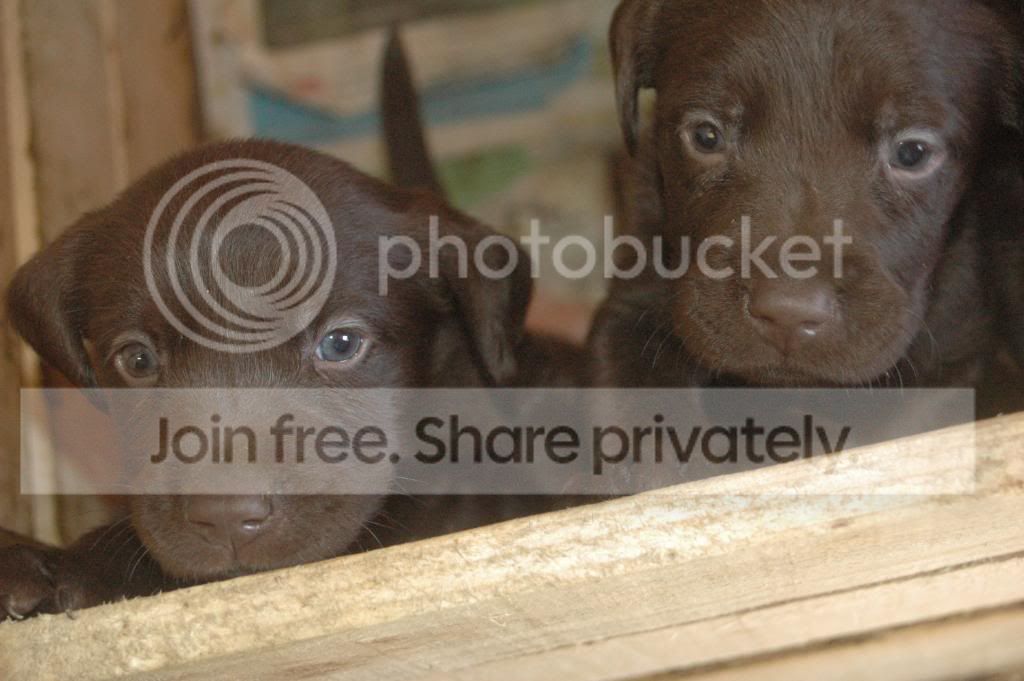 Choc lab puppies ready now | Reptile Forums