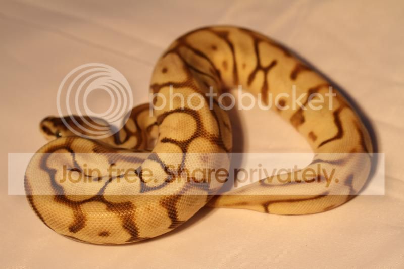 E Midlands - Leopard Royal/Ball Python combos For East Midlands or ...