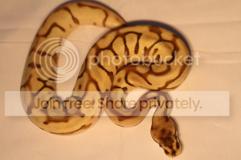 Leopard Royal/Ball Python combos For East Midlands or Doncaster show ...