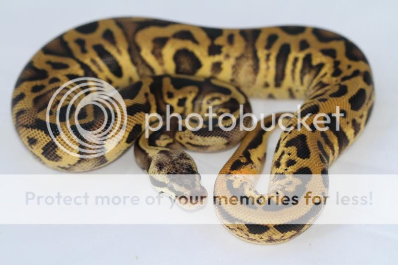 E Midlands - Leopard Royal/Ball Python combos For East Midlands or ...