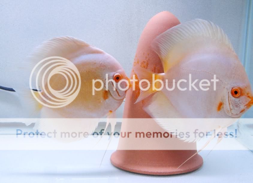 Albino Blue Diamond First Spawn - SimplyDiscus