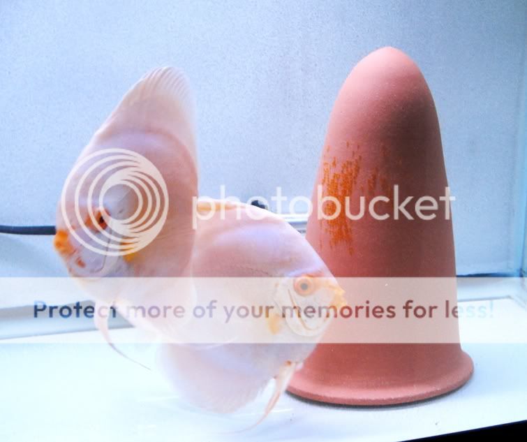 Albino Blue Diamond First Spawn - SimplyDiscus