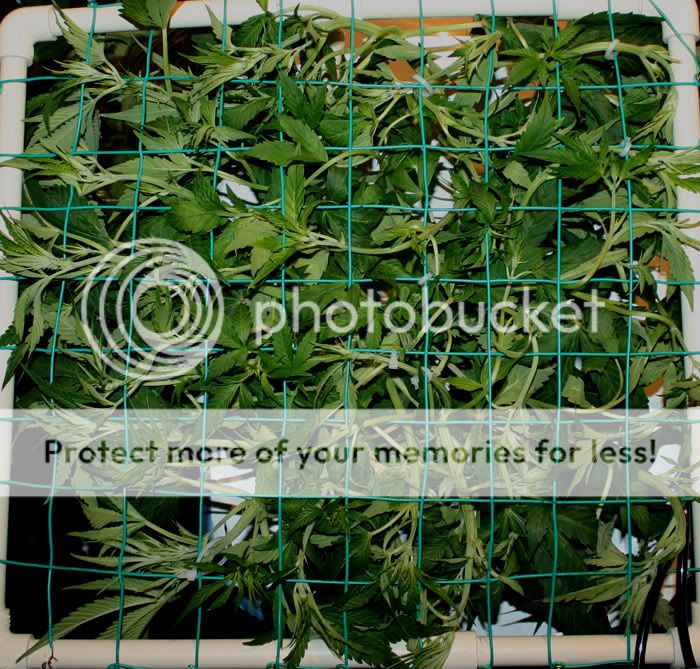 Master Kush scrog. 150w hps, 1 mini fridge, 1 seed. hydro - flowering ...