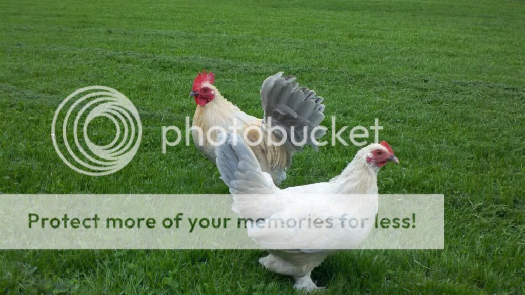 Porcelain Booted Bantam Trio | BackYard Chickens - Learn How to Raise ...